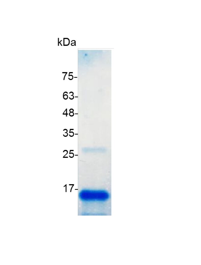 BMP-11 (Bone morphogenetic protein-11), Human | Taiwantrade.com