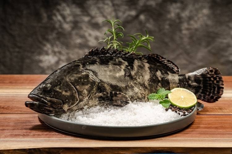 Taiwan Premium Dragon Tiger Grouper Fish | Taiwantrade.com
