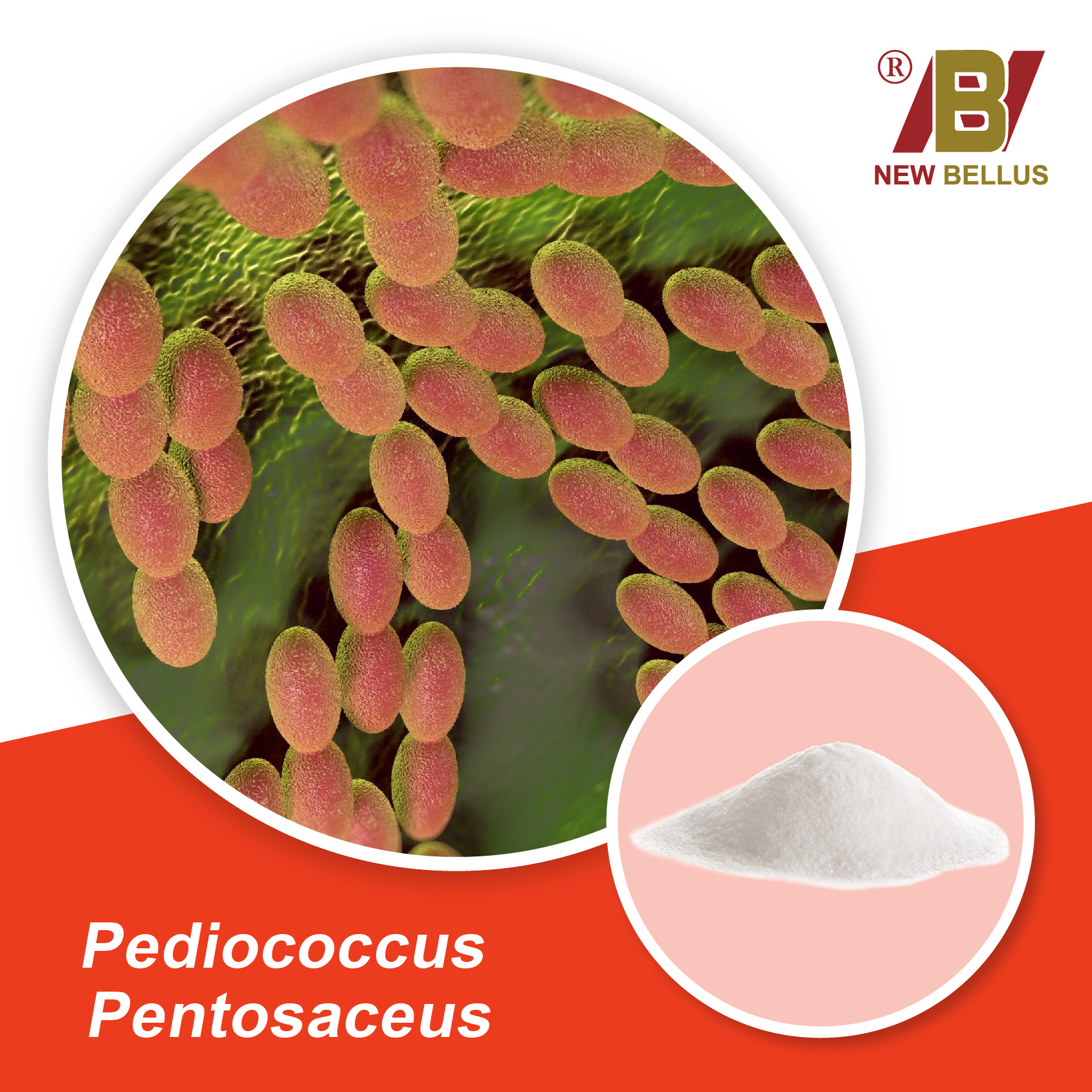 Pediococcus Pentosaceus | Taiwantrade