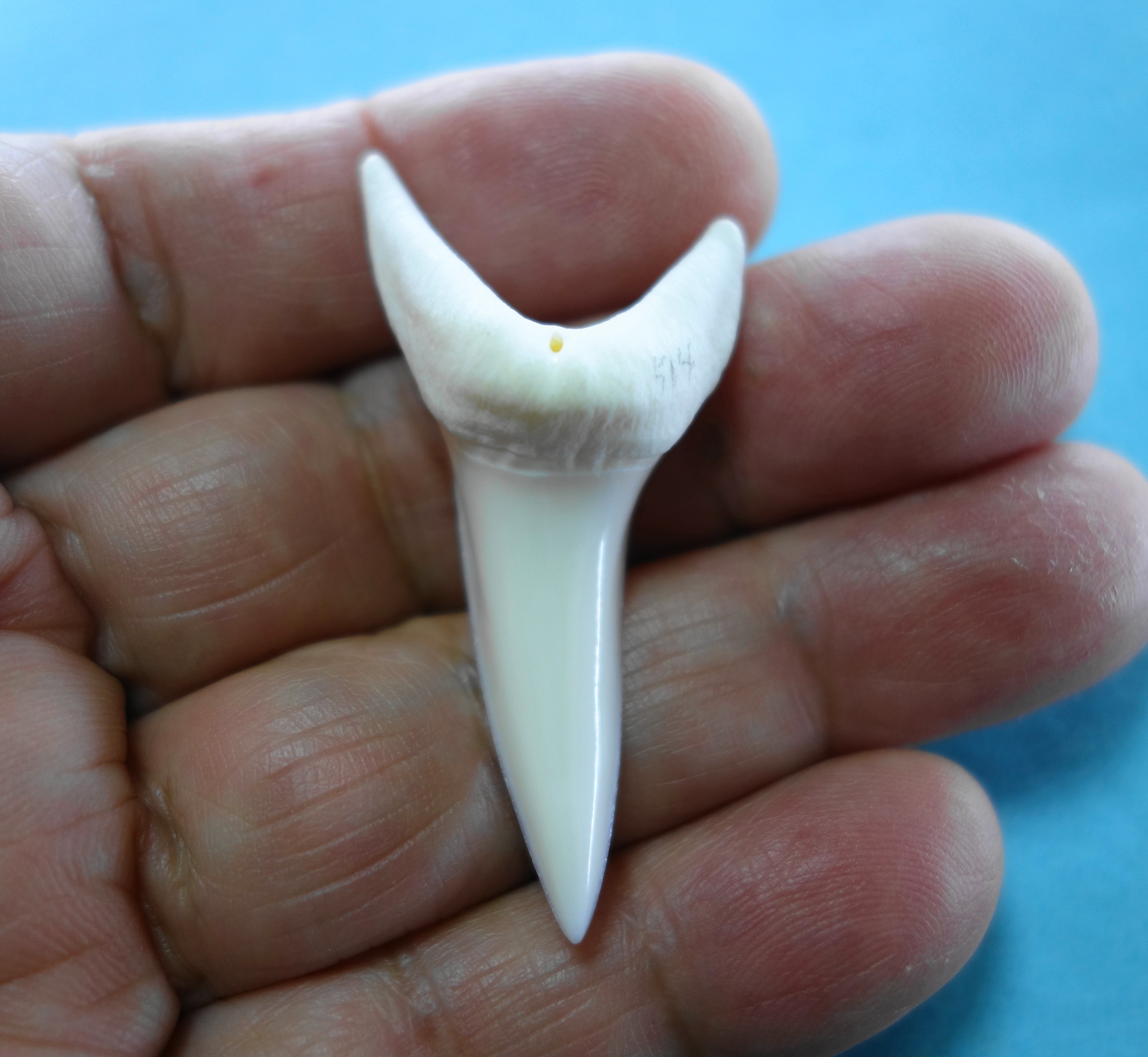 2" Large Mako Shark Tooth Taxidermy Fossil Sea Life Collectable ...