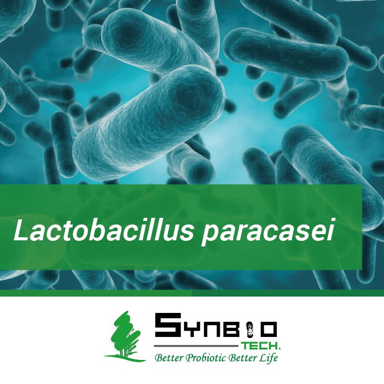 Lactobacillus paracasei, SYNBIO TECH, Probitocs Ingredient Manufacturer ...