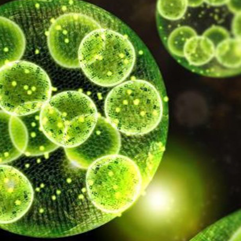 Chlorella Vulgaris Extract at Annabelle Toomey blog