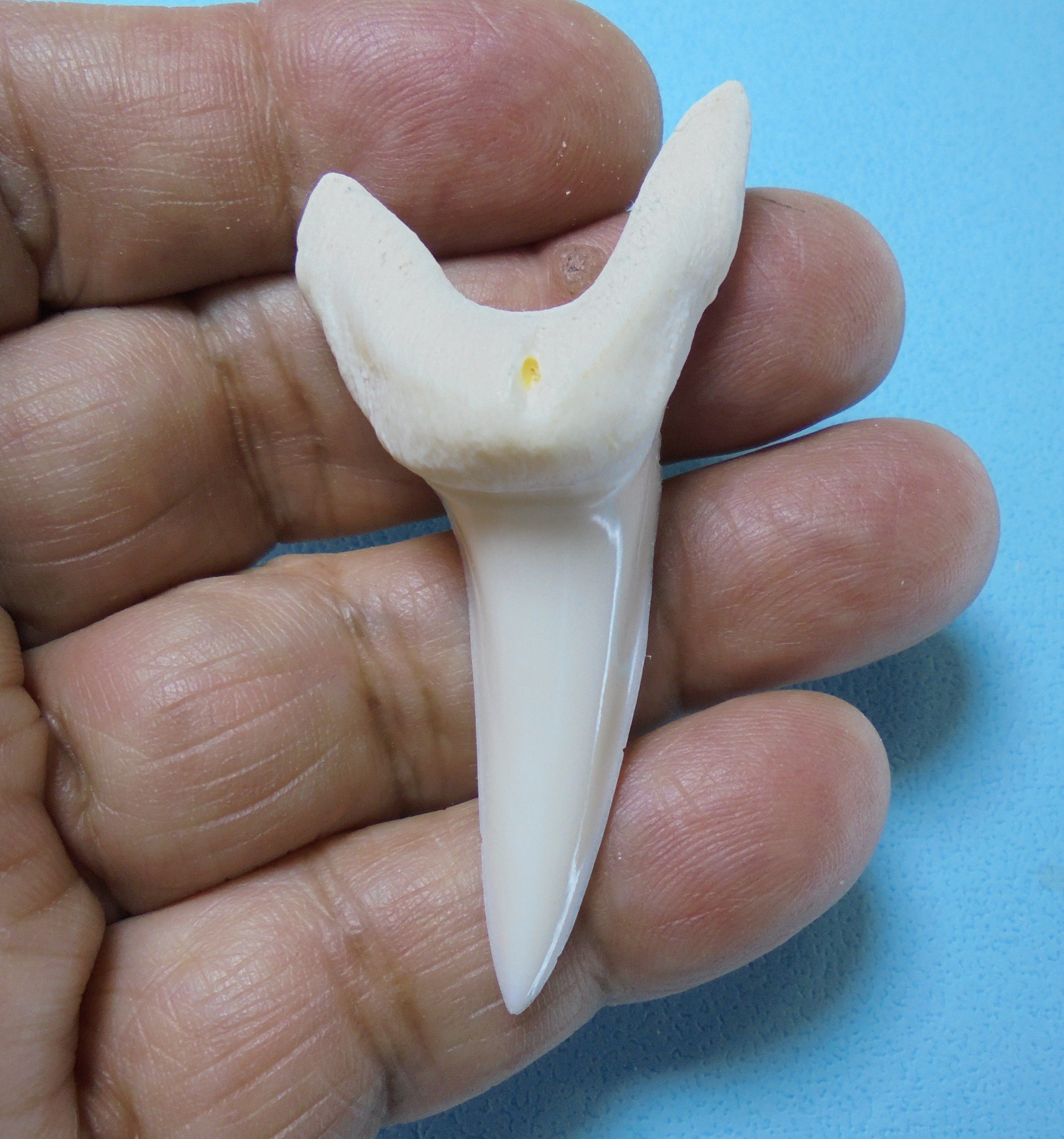 2-3/8" Extreme Large Mako Shark Tooth Taxidermy Sea Life Collectable ...
