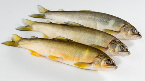 Ayu Fish | Taiwantrade.com