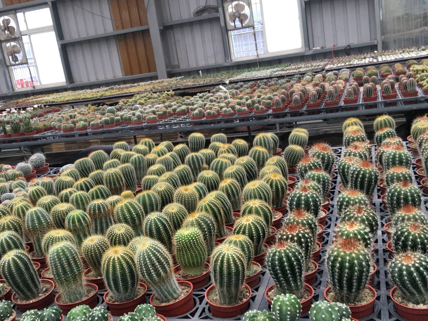 cactus | Taiwantrade