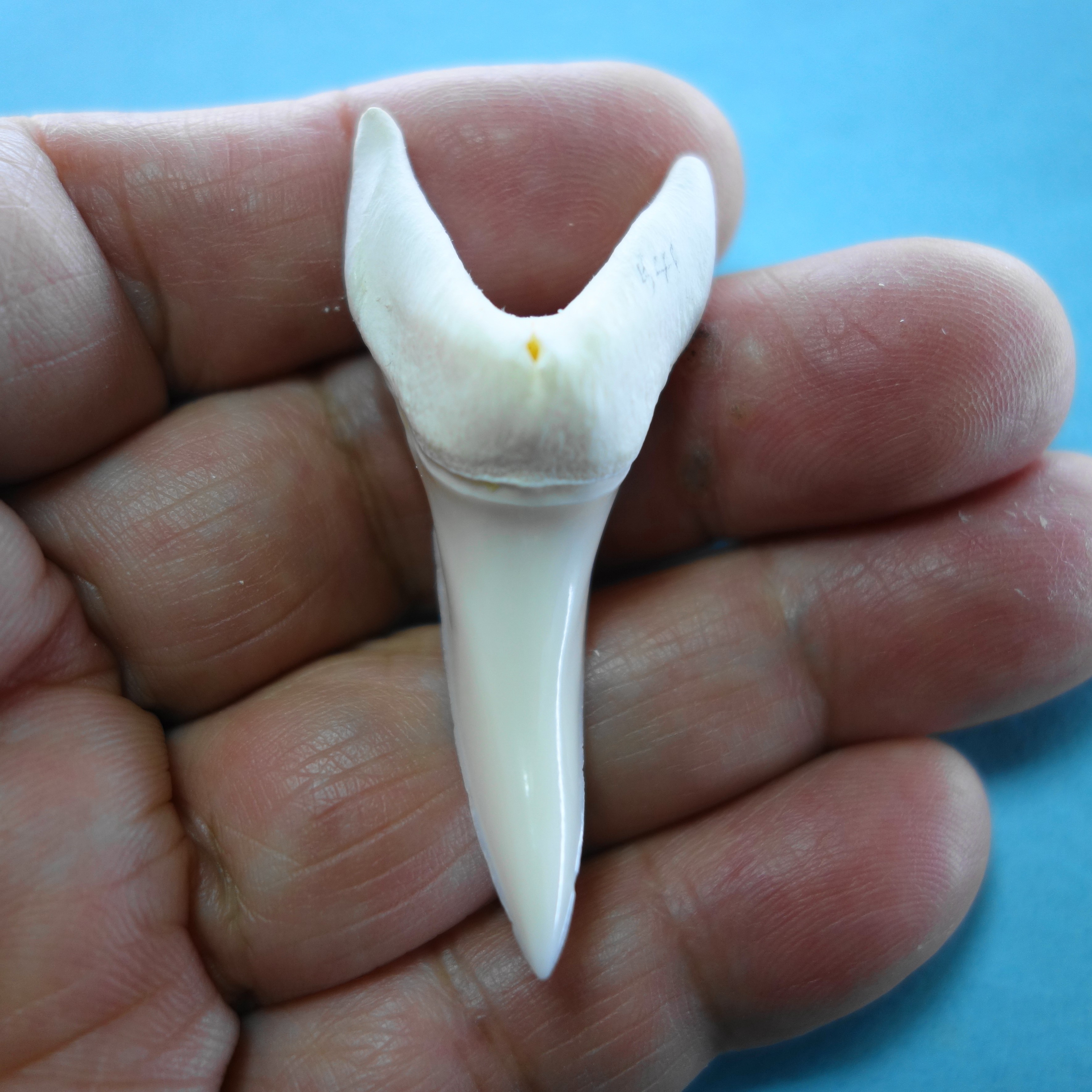 2-1/8" Large Mako Shark Tooth Taxidermy Fossil Sea Life Collectable ...