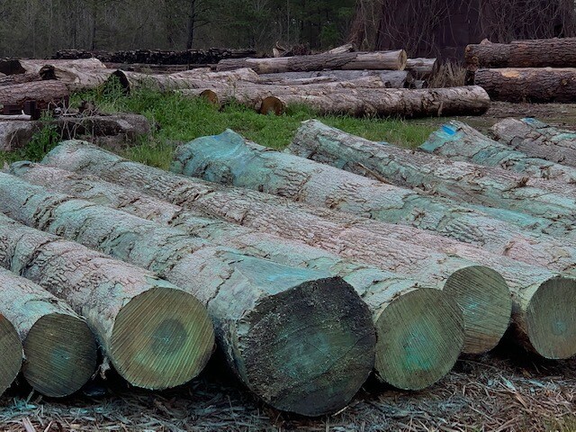 Tupelo Logs | Taiwantrade