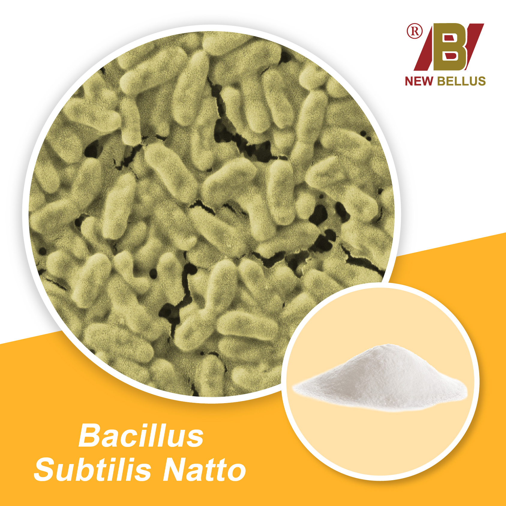 Bacillus Subtilis Natto | Taiwantrade