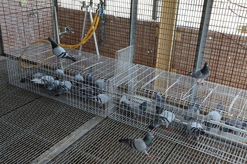 pigeon feeding cage using with racing pigeon training basket ...