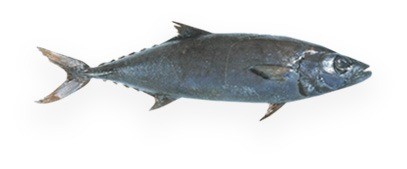 Frozen Oilfish, Smooth Skin, WR, GG, DWT, Processed, Wholesale | CHUN ...