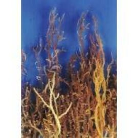 Eucheuma | Taiwantrade