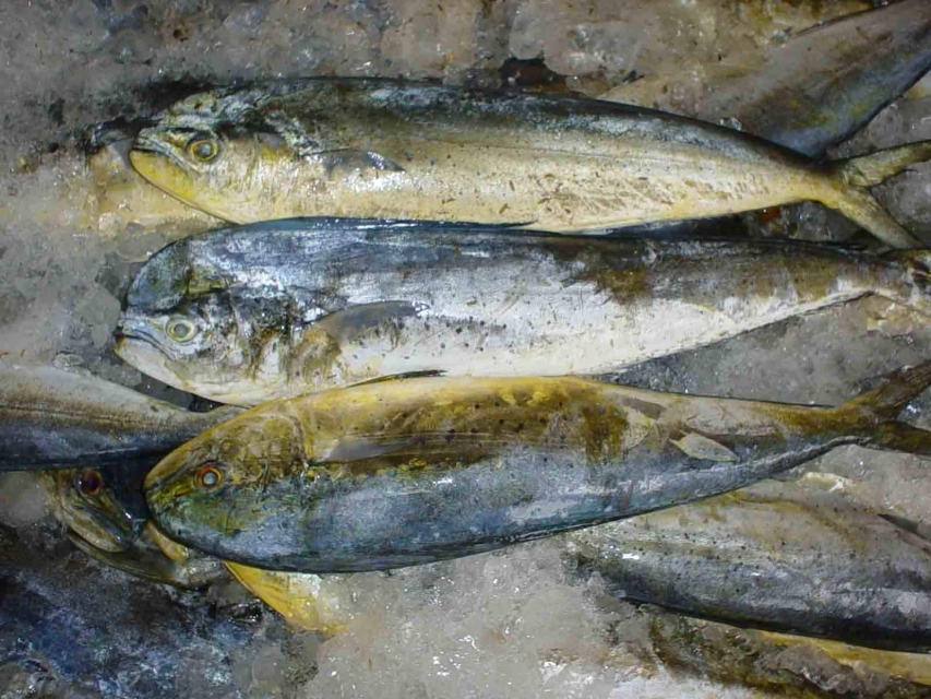 Frozen Mahi Mahi, Dolphin Fish, DWT, Wholesale | Taiwantrade