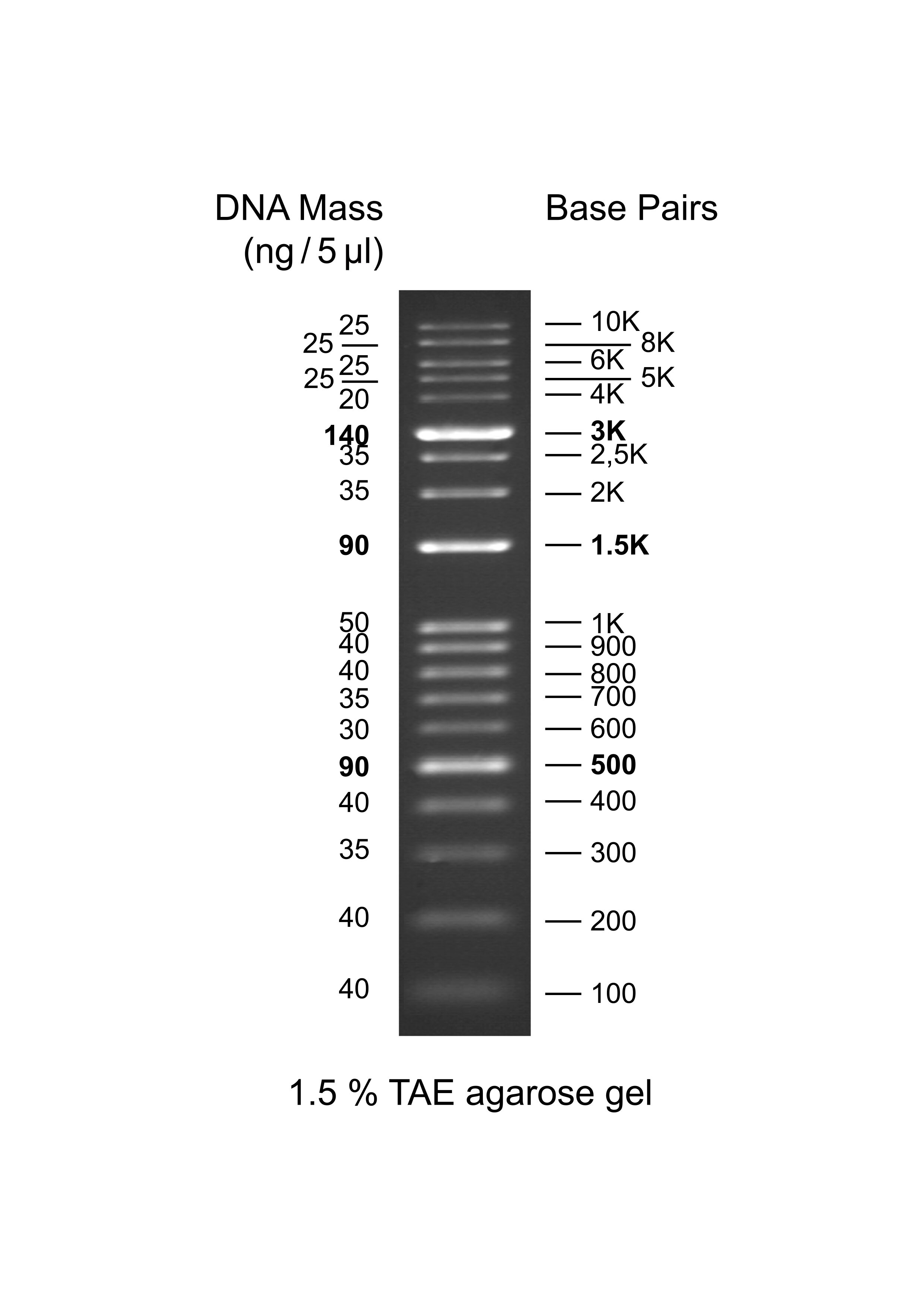 Kplus DNA Ladder RTU (Ready-to-Use) | Taiwantrade