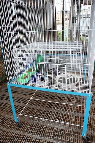 DIY pigeon breeding cage setup | Taiwantrade