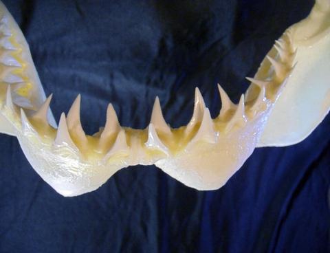 Great White Shark Teeth Jaws Taxidermy | Taiwantrade.com