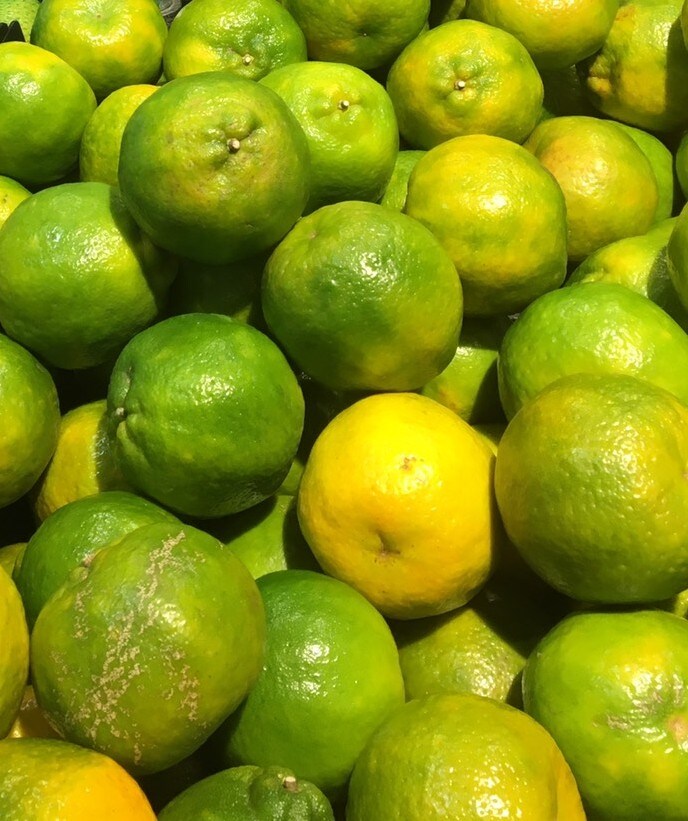 Taiwan Traceable Ponkan/Pokan, Citrus, Mandarin, Tangerine | Taiwantrade