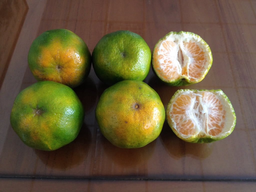Ponkan, Chinese honey orange, ‎Nagpur suntara, Citrus ‎Fruit, Mandarins ...