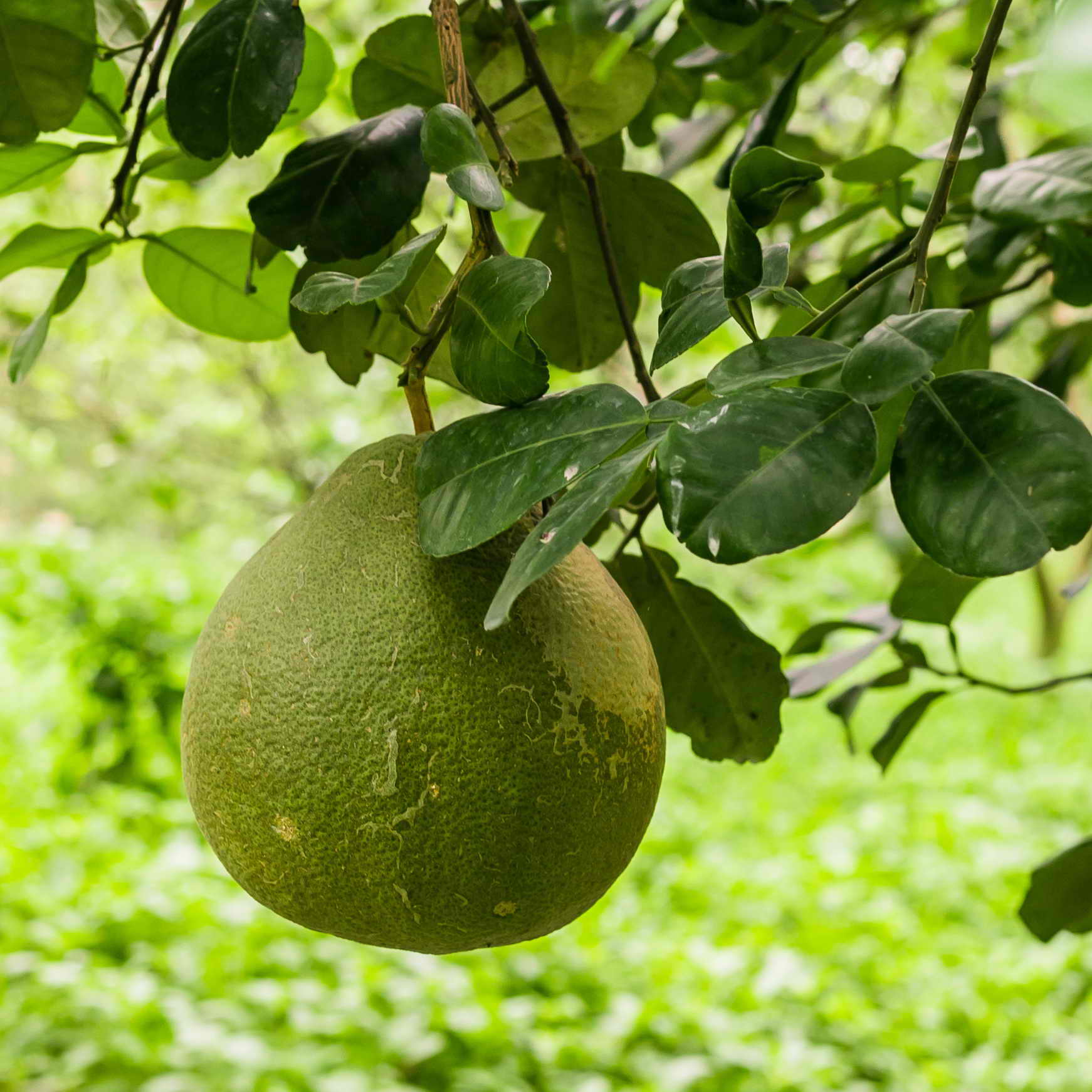 Pummelo / Mato Wendan / Pomelo | Taiwantrade.com
