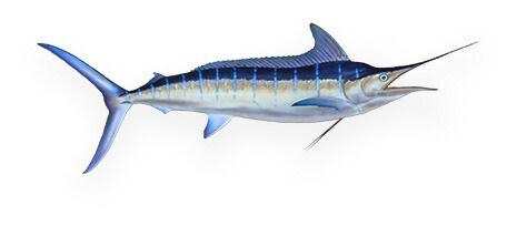 Frozen Stripe Marlin Loin, Saku, Sashimi, Processed, Wholesale ...