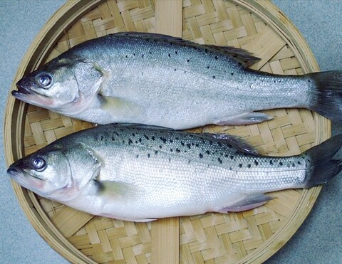 Japanese Sea Bass,agricultural foods fish, | Taiwantrade.com