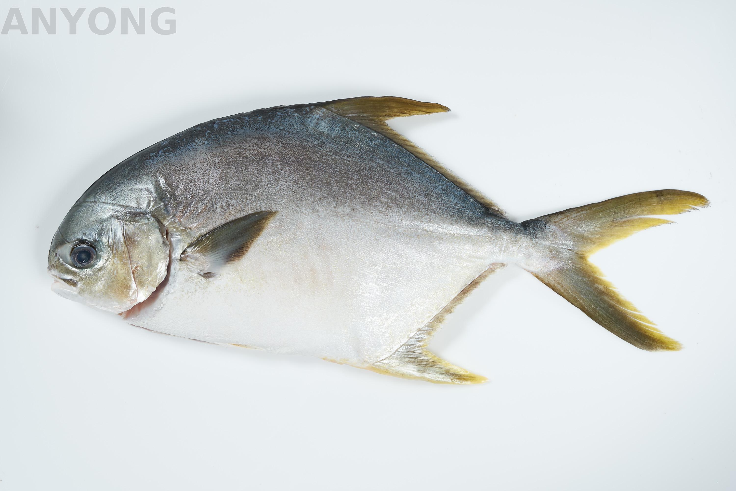Golden Pompano Fresh Fish- Frozen Seafood | Taiwantrade
