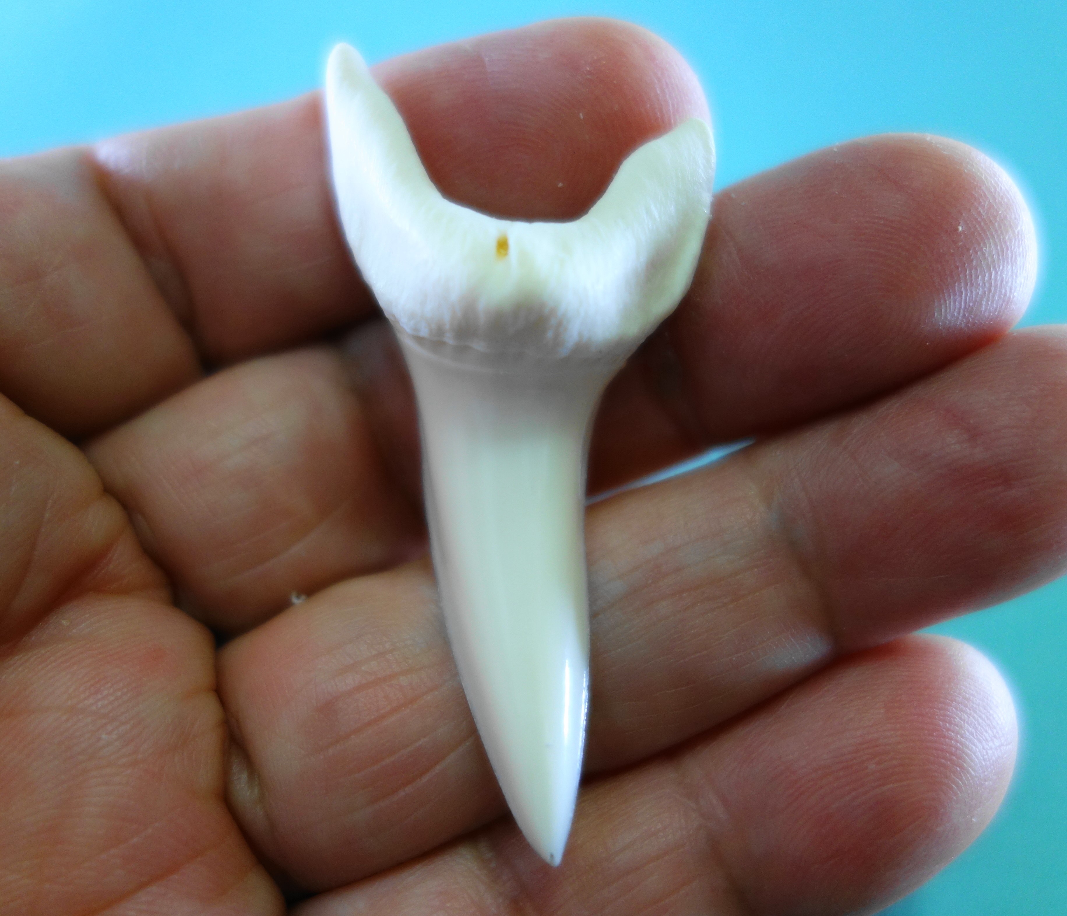 2-2/8" Large Mako Shark Tooth Taxidermy Fossil Sea Life Collectable ...