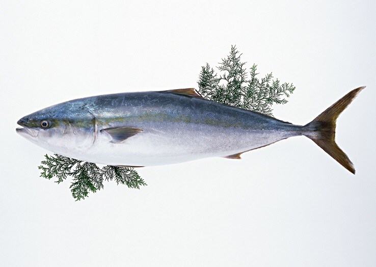 FROZEN YELLOW TAIL | Taiwantrade