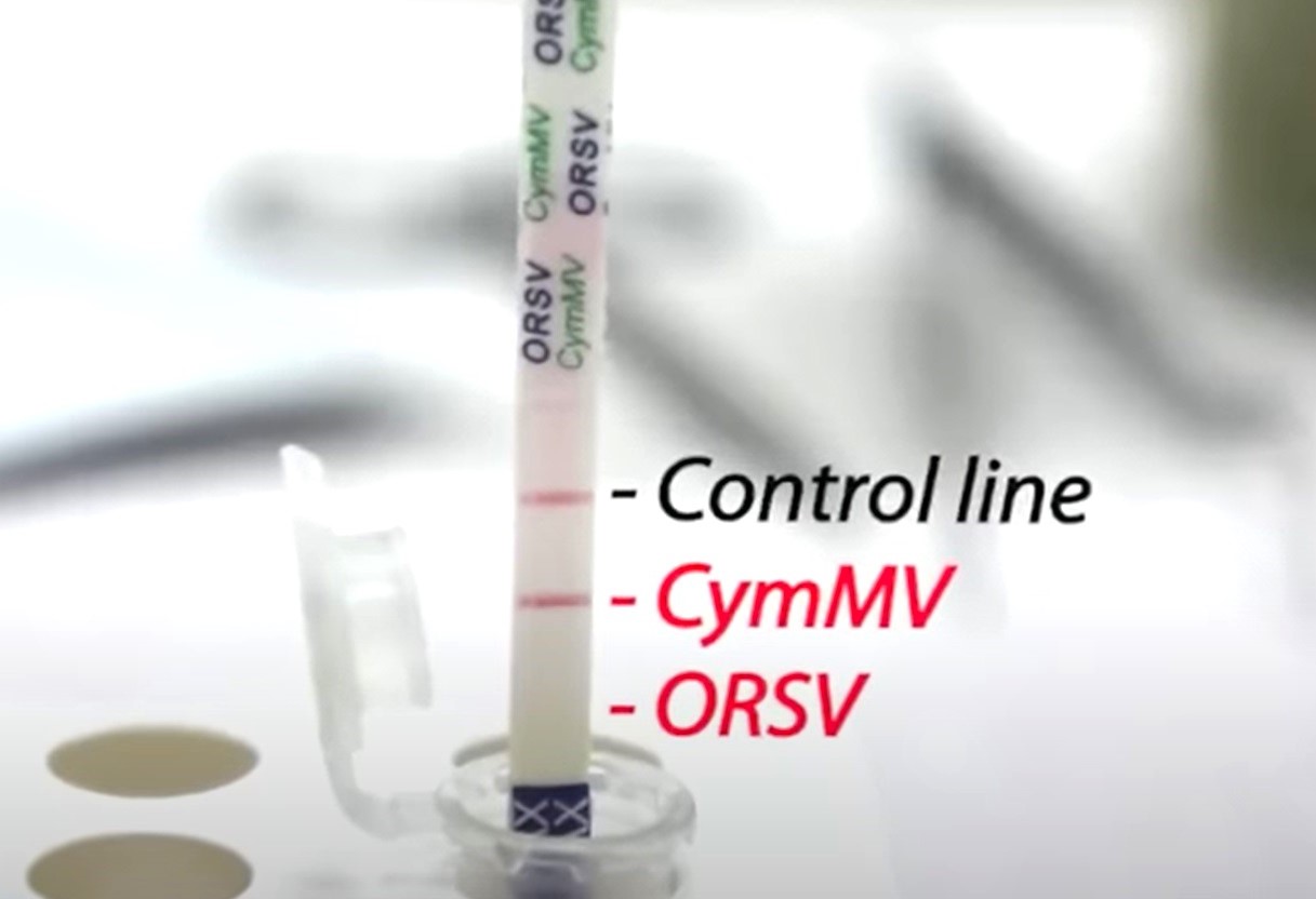 CymMV & ORSV 2 in 1 Rapid Test Kit (For Continental U.S. destinations ...