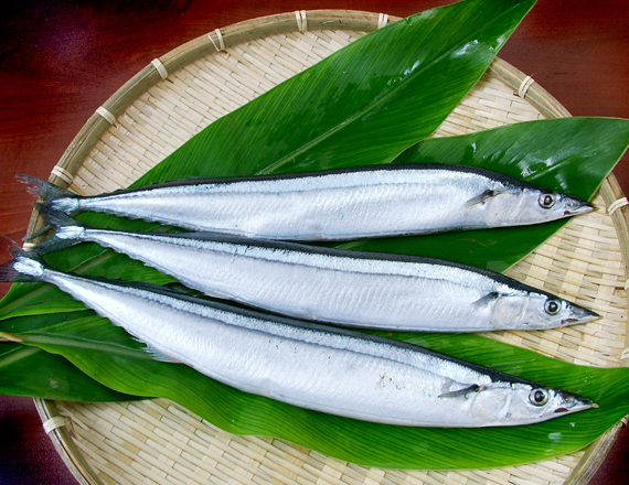 Pacific Saury Sanma,agricultural foods fish, | GALLANT OCEAN ...