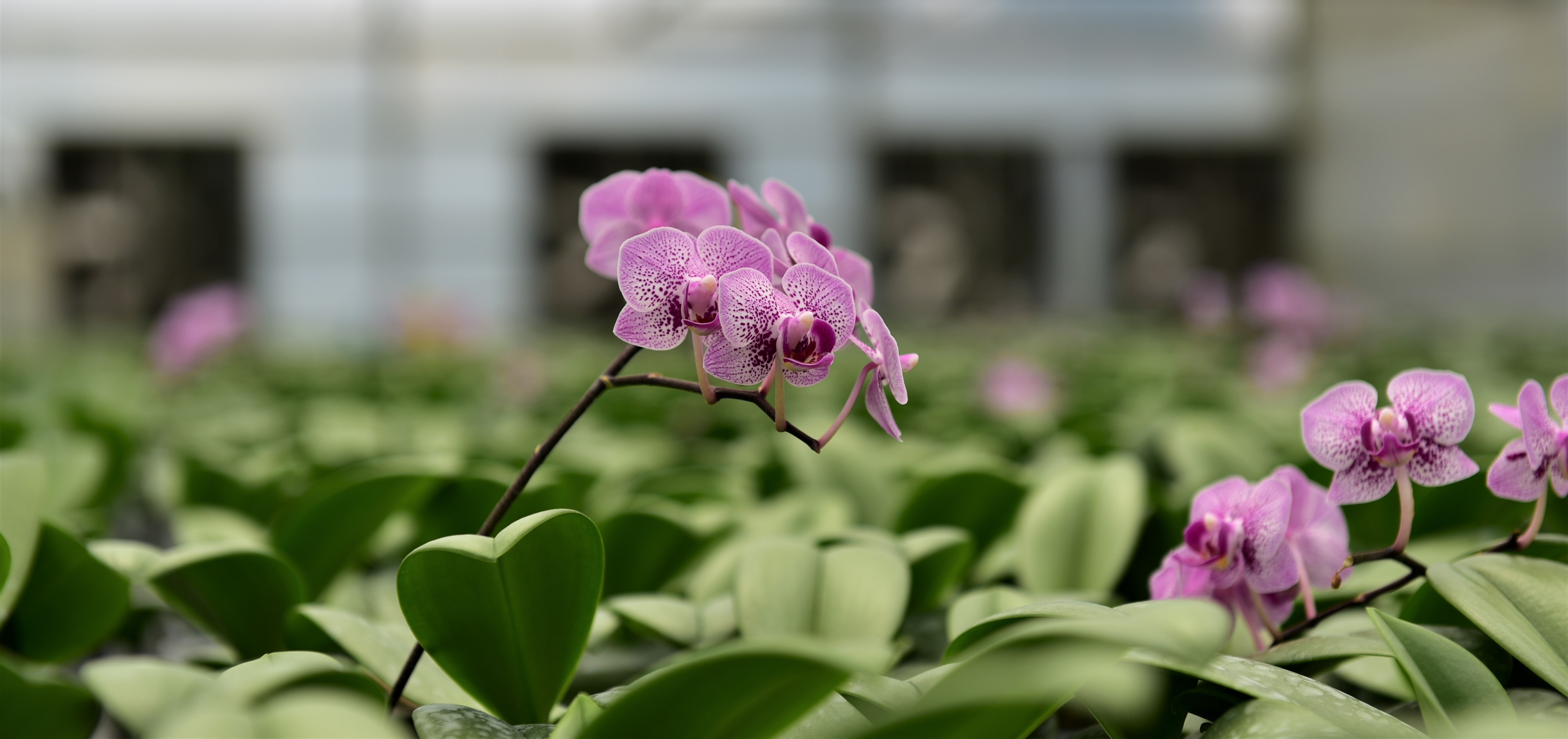 CymMV & ORSV 2 in 1 Rapid Test Kit (For Continental U.S. destinations ...