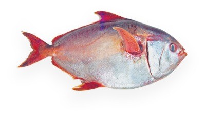 Frozen Moonfish DWT/ H&T, Japanese Cut/ C Cut | Taiwantrade