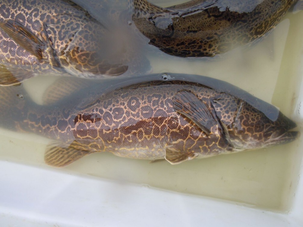 Chinese perch fry | Taiwantrade