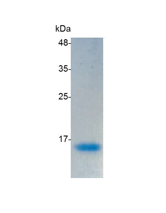 BMP-6 (Bone morphogenetic protein-6), Human | Taiwantrade.com